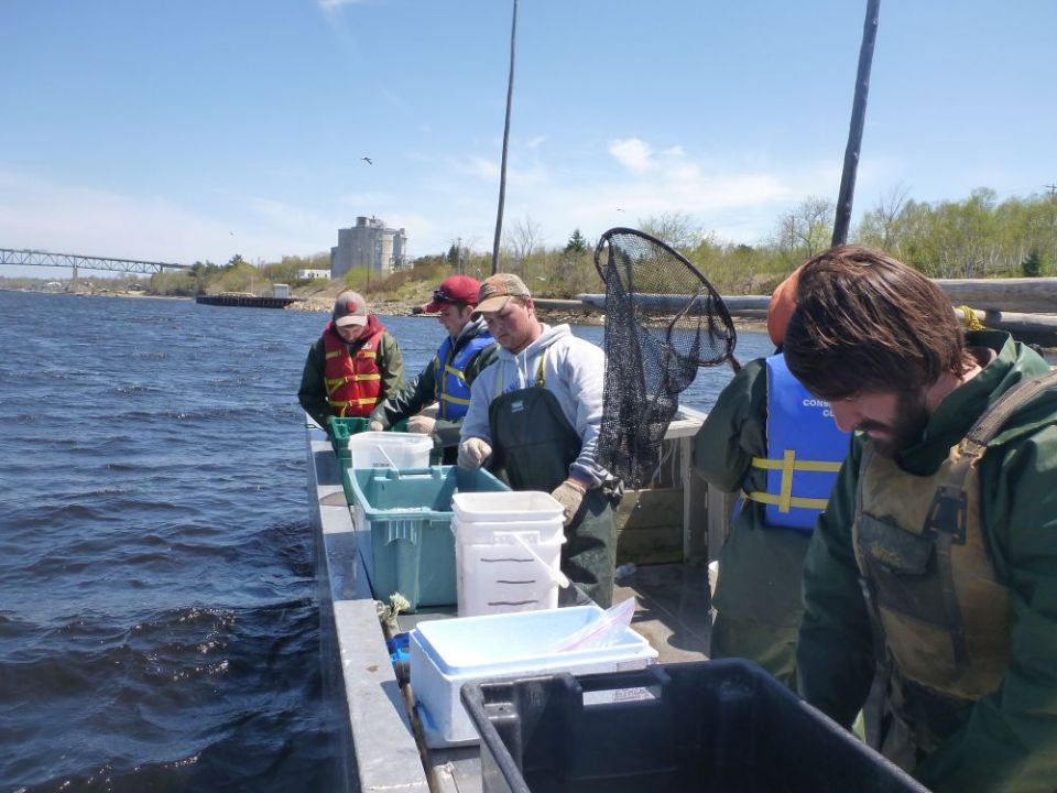 Smolt Estimates - Miramichi Salmon Association
