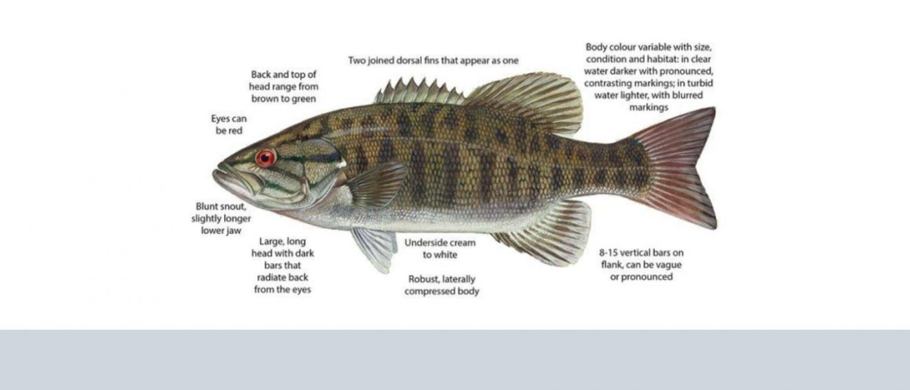 Welcome to the Miramichi Salmon Association - Miramichi Salmon Association