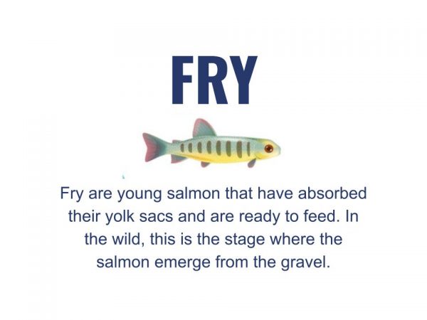 About the Atlantic Salmon – Miramichi Salmon Association