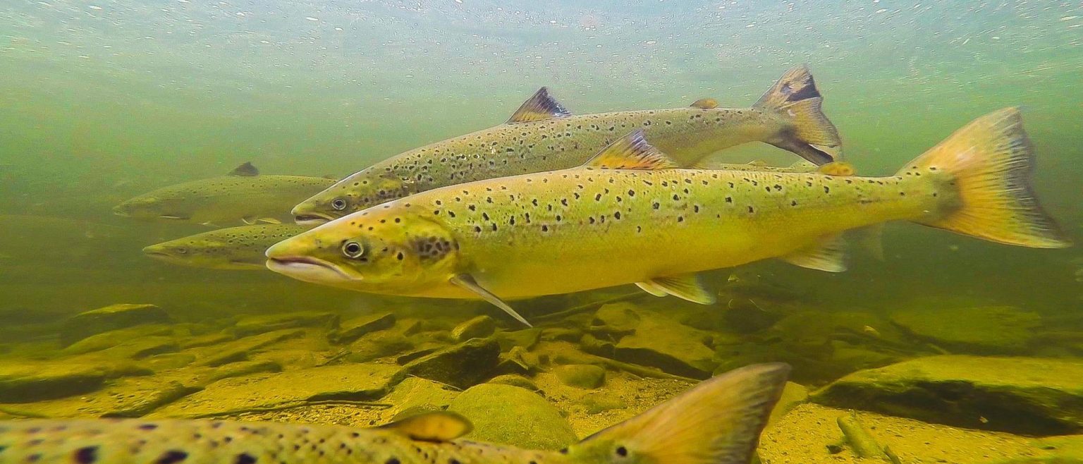 Miramichi Salmon Association